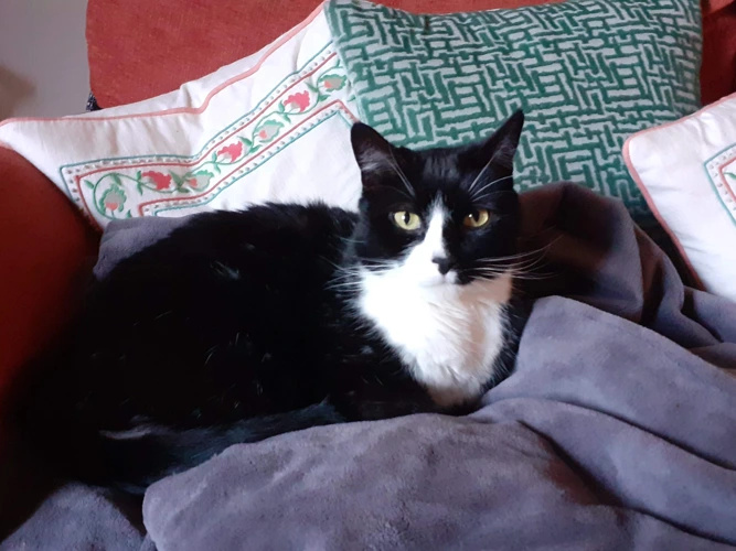 Cats Protection Farnham, Camberley & District Branch