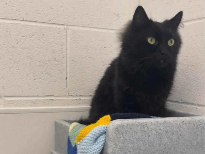 Cats Protection Sheffield & District Branch