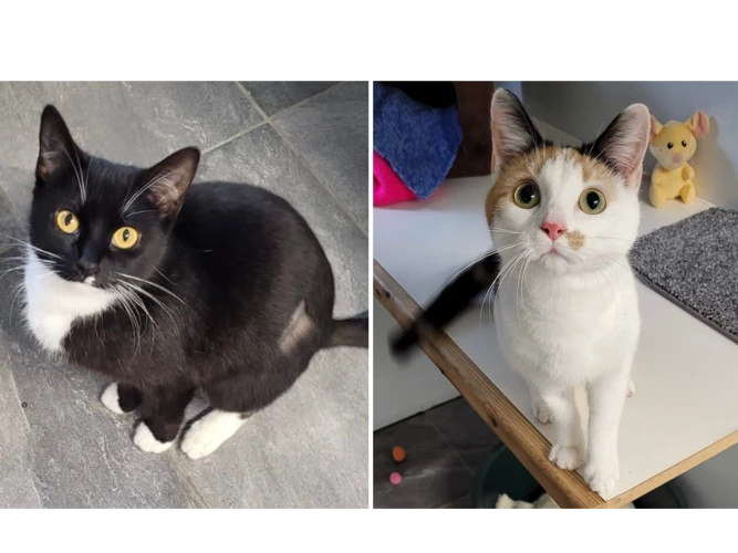 Cats Protection Coventry Branch