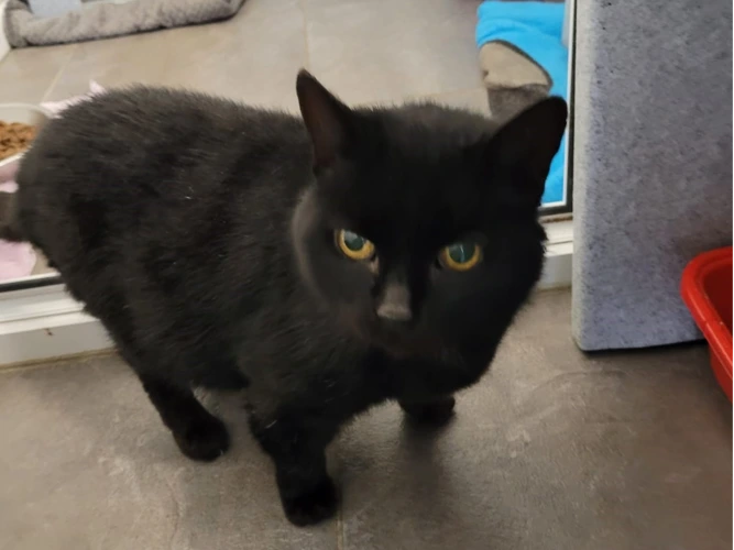Cats Protection Telford Branch