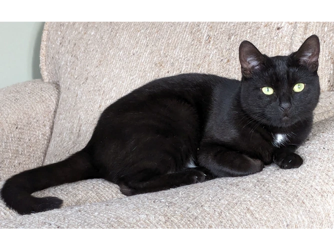 Cats Protection Bromley Branch