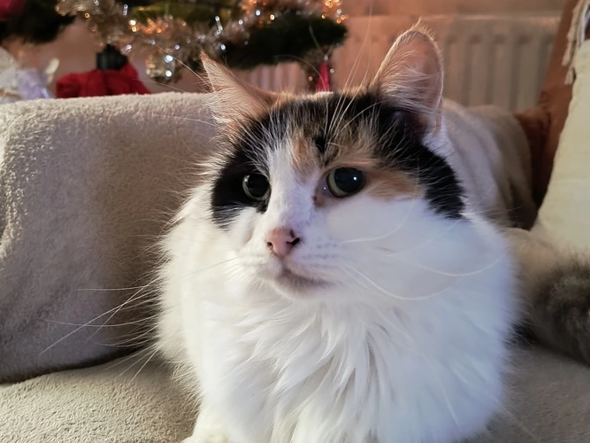 Cats Protection Bromley Branch