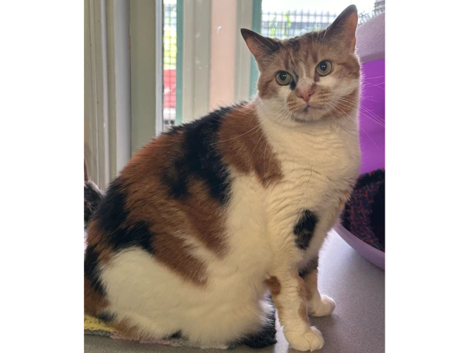 Cats Protection Coventry Branch