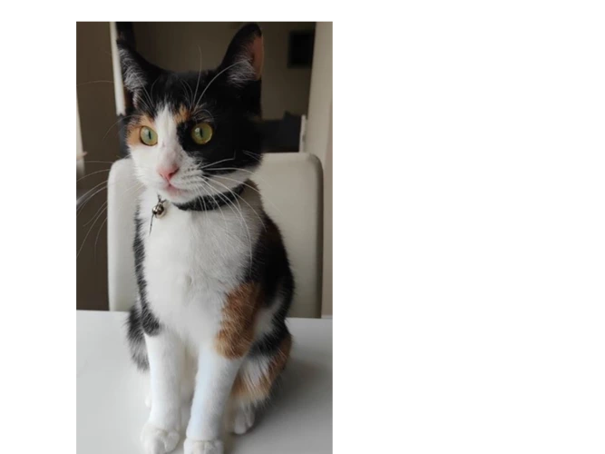 Cats Protection Hemel Hempstead & Berkhamsted