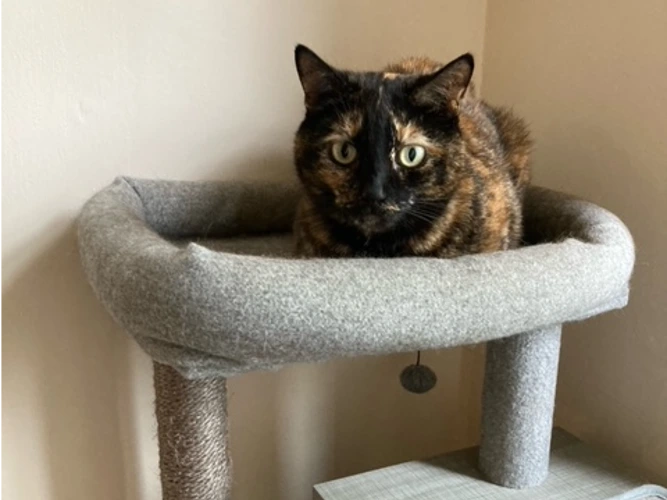 Cats Protection Southend & District Branch