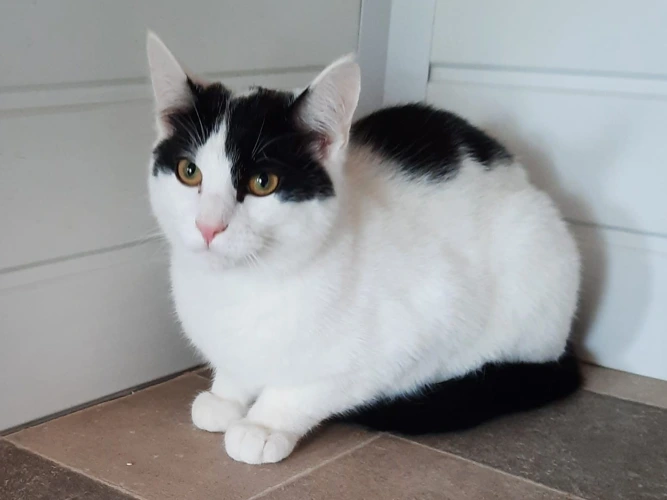 Cats Protection Spalding & District Branch