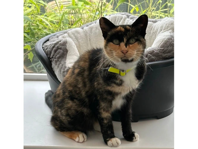Cats Protection Coventry Branch