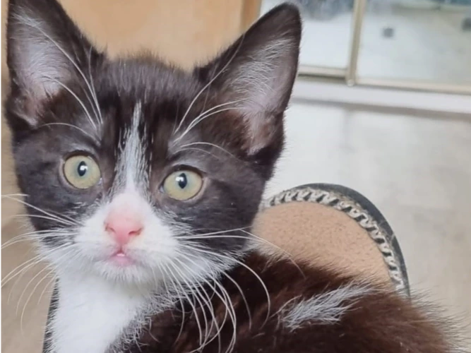 Cats Protection Telford Branch