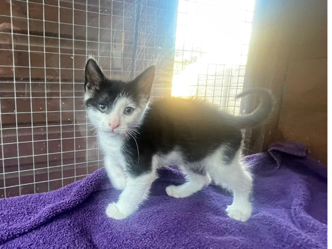 Cats Protection Wellingborough & Rushden Branch