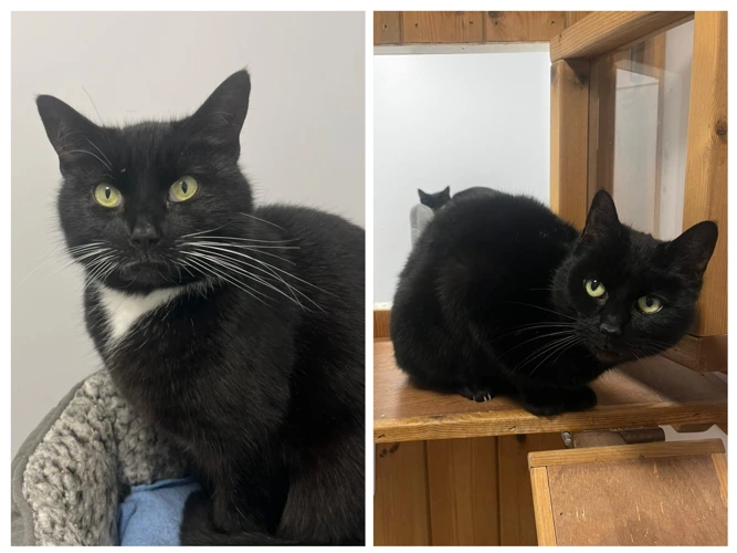 Cats Protection Southend & District Branch