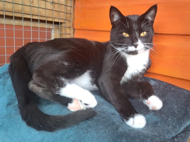 Cats Protection St Neots, Huntingdon and St Ives Branch