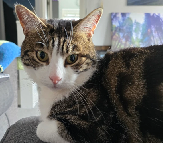 Cats Protection Southend & District Branch