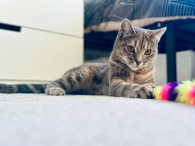 Cats Protection Bromley Branch