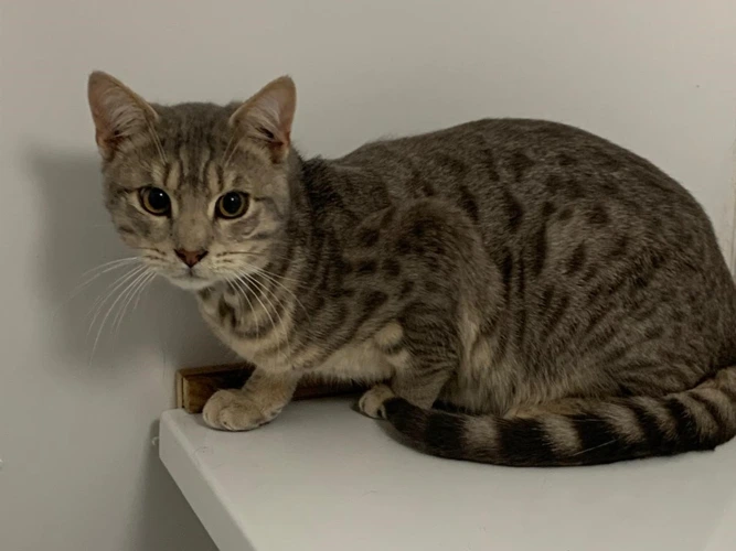 Cats Protection Telford Branch