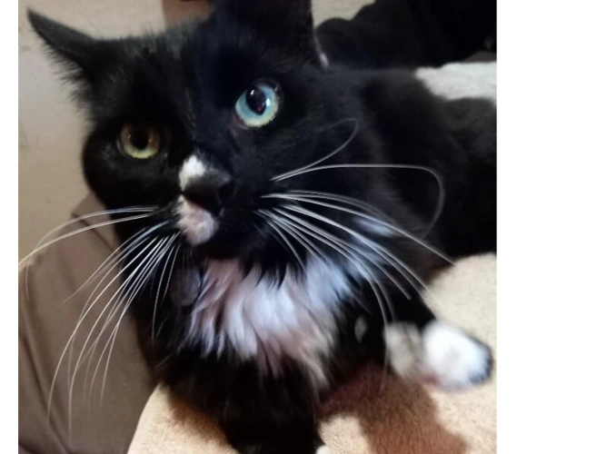 Cats Protection Southend & District Branch