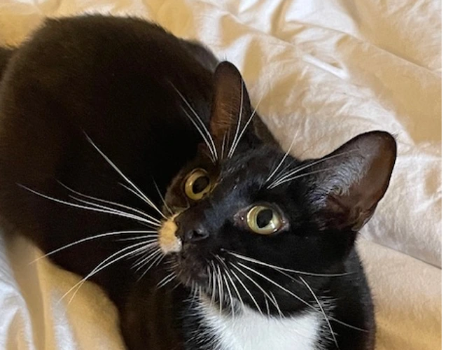 Cats Protection Bromley Branch