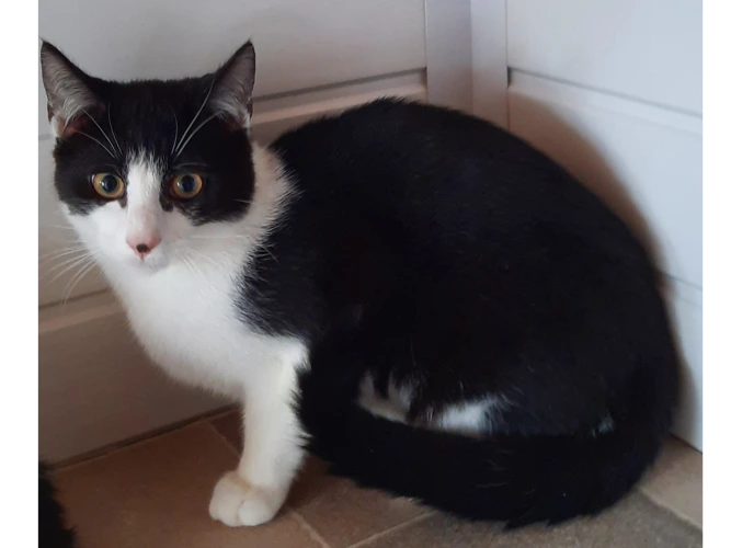 Cats Protection Spalding & District Branch