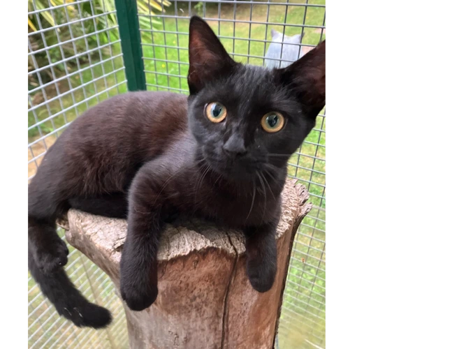 Cats Protection Southend & District Branch