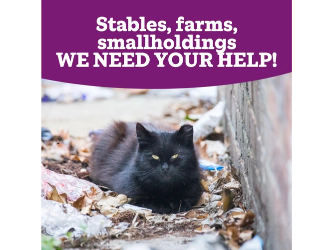 Cats Protection Framlingham & Saxmundham