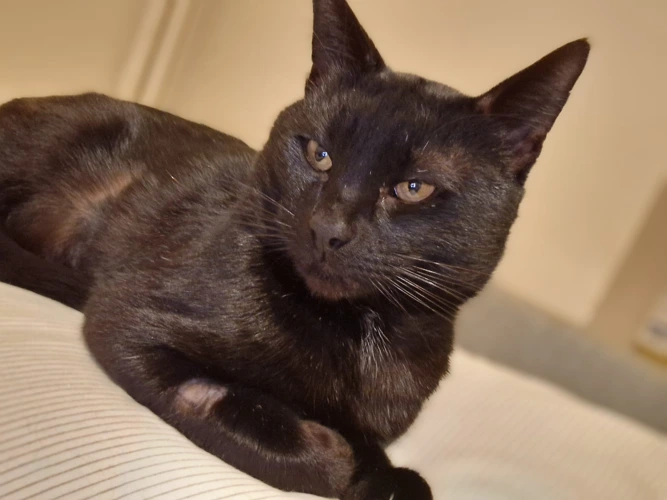 Cats Protection Southend & District Branch