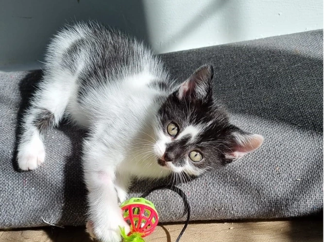 Cats Protection Telford Branch