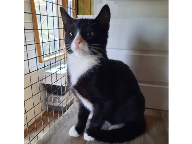 Cats Protection Spalding & District Branch
