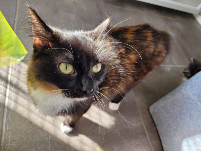 Cats Protection Telford Branch