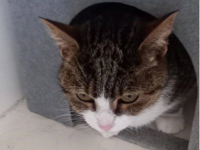 Cats Protection Central Dumfries Branch