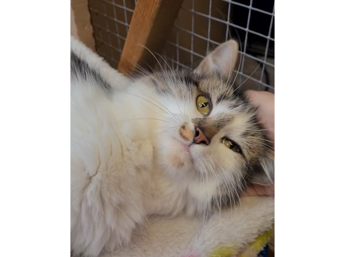 Cats Protection Coventry Branch