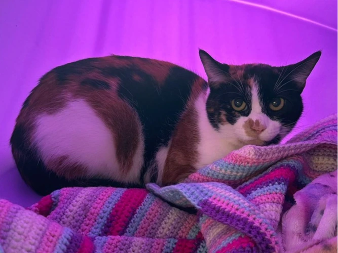 Cats Protection Coventry Branch