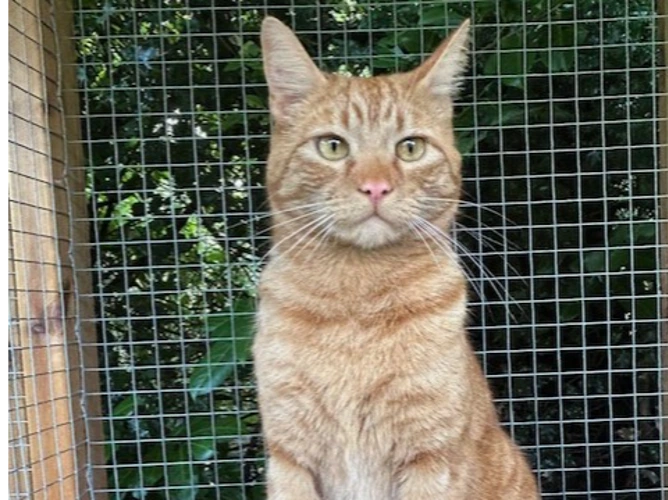 Cats Protection Bracknell & Wokingham Districts Branch