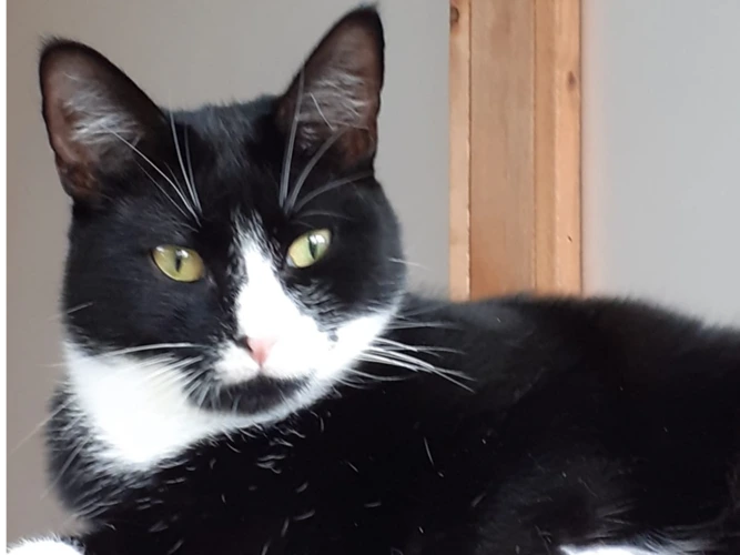 Cats Protection Southend & District Branch