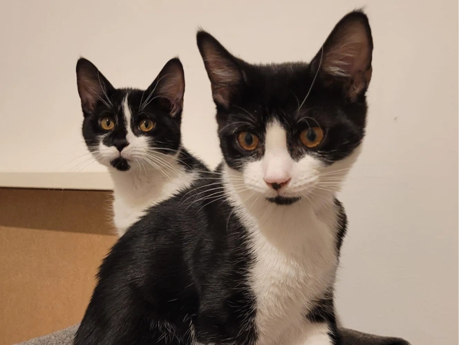 Cats Protection Southend & District Branch