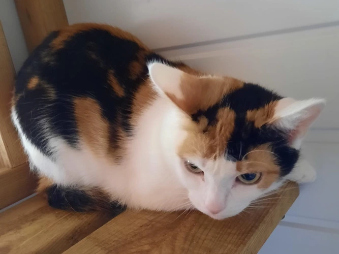 Cats Protection Spalding & District Branch