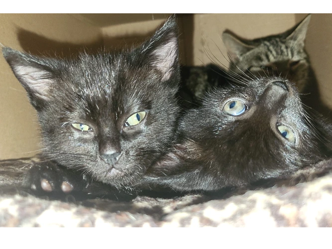 Cats Protection Coventry Branch