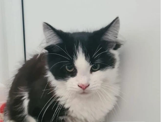 Cats Protection Telford Branch
