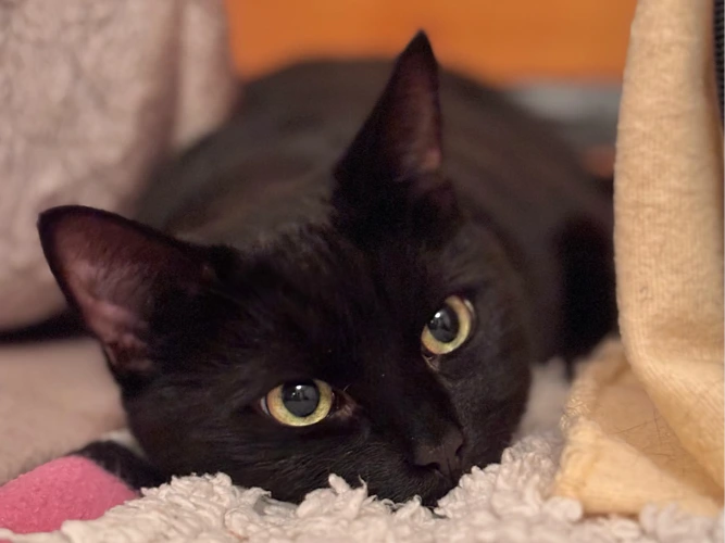 Cats Protection Farnham, Camberley & District Branch