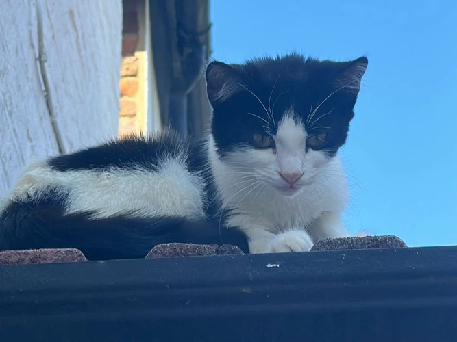 Cats Protection Bromley Branch