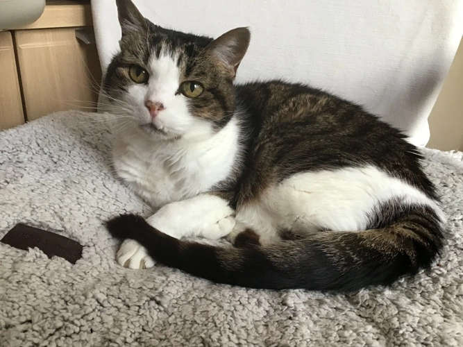Cats Protection Farnham, Camberley & District Branch