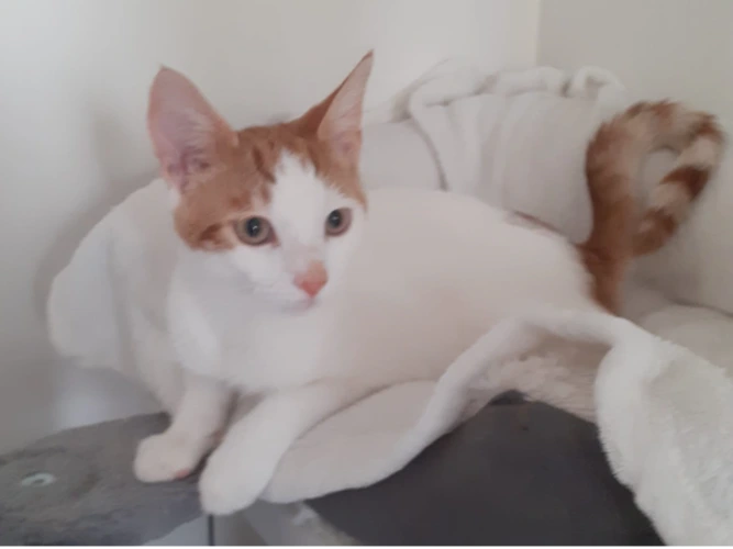 Cats Protection Southend & District Branch