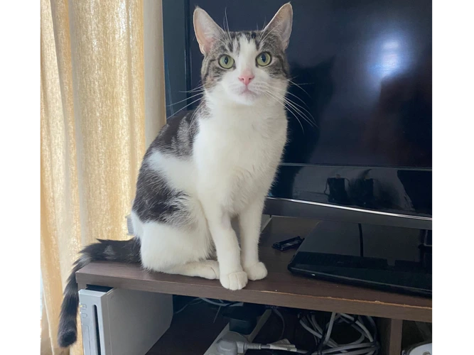 Cats Protection Bromley Branch