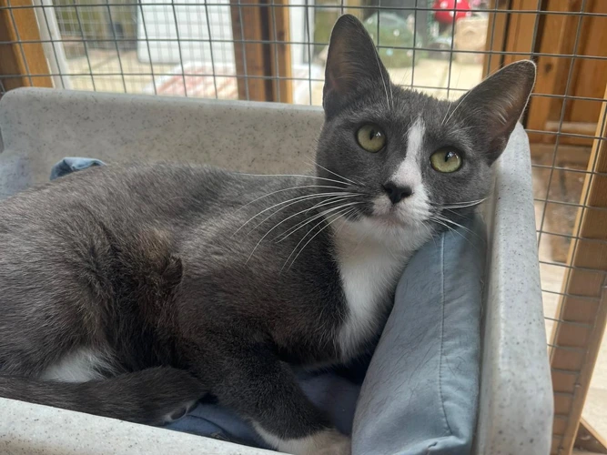 Cats Protection Southend & District Branch