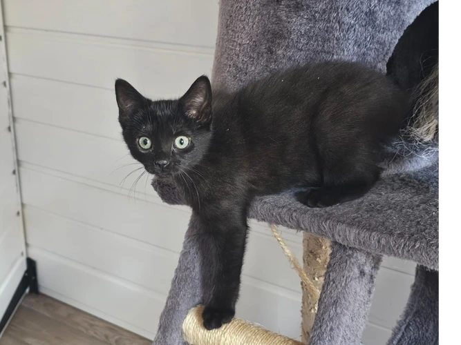 Cats Protection Spalding & District Branch