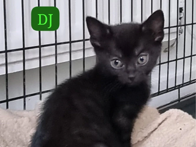 Cats Protection Telford Branch