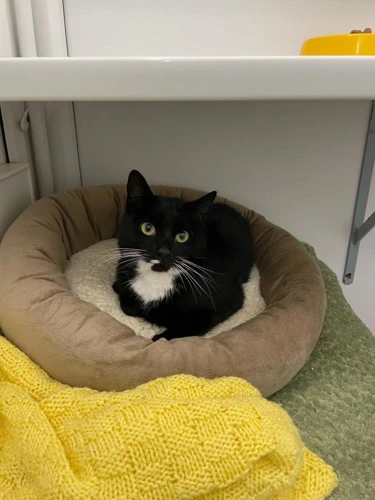 Cats Protection Leeds Cat Centre