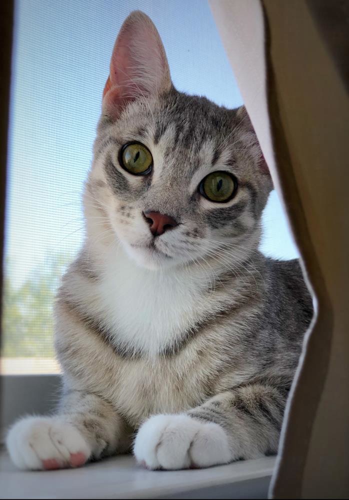 Find a cat near you | Adopt a cat | Cats Protection