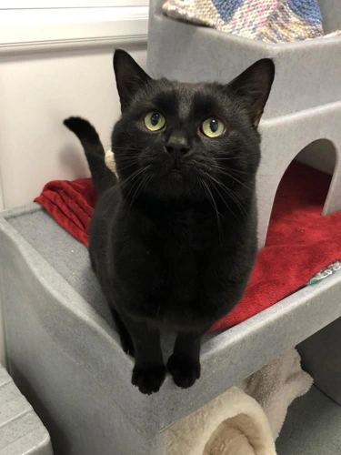 Cats Protection Tyneside Cat Centre