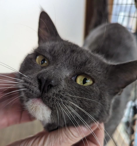 Cats Protection Andover & District Branch