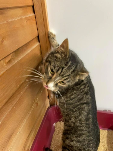 Cats Protection Arbroath & Central Angus Branch