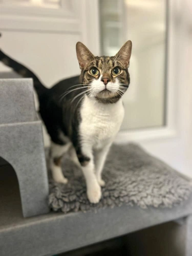 Cats Protection Warrington Cat Centre